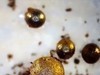 哈佛大学阿维勒布教授声称找到了外星生命证据 业界资讯 中关村在线
